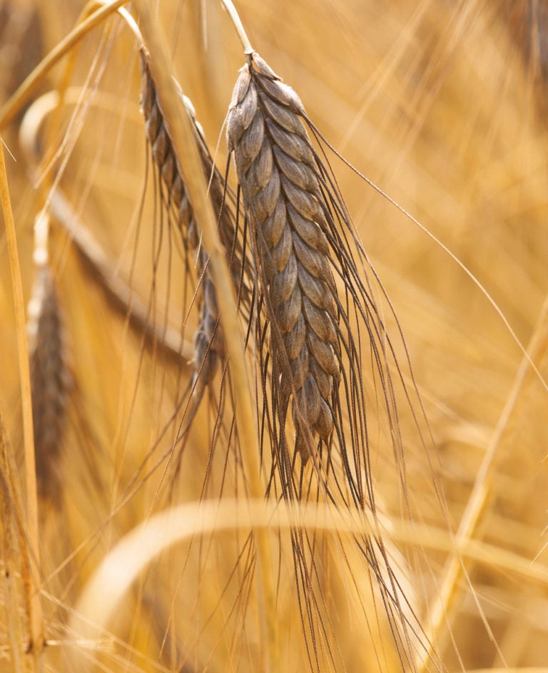 Farro Emmer Flour 5# (organic), Ancient Grains | Evergreen Bread ...